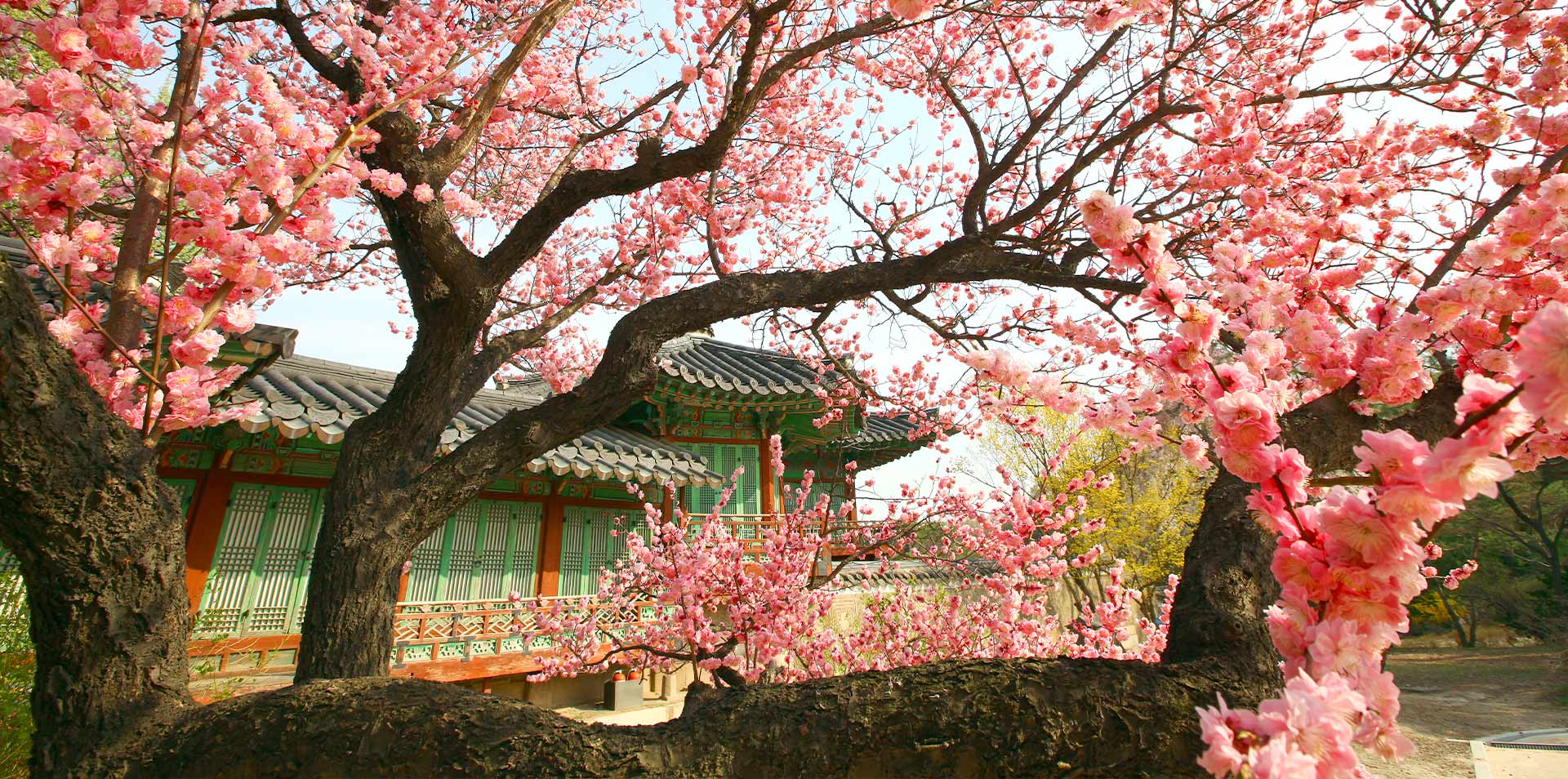 Corea del Sud 2019 - La Nuova Frontiera | Mappamondo